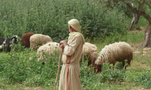 Seventh Witness - Shepherds - Called to Learn